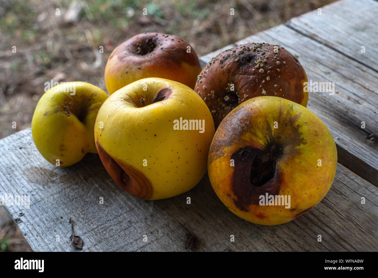 rotten apples on a rough table Stock Photo - Alamy