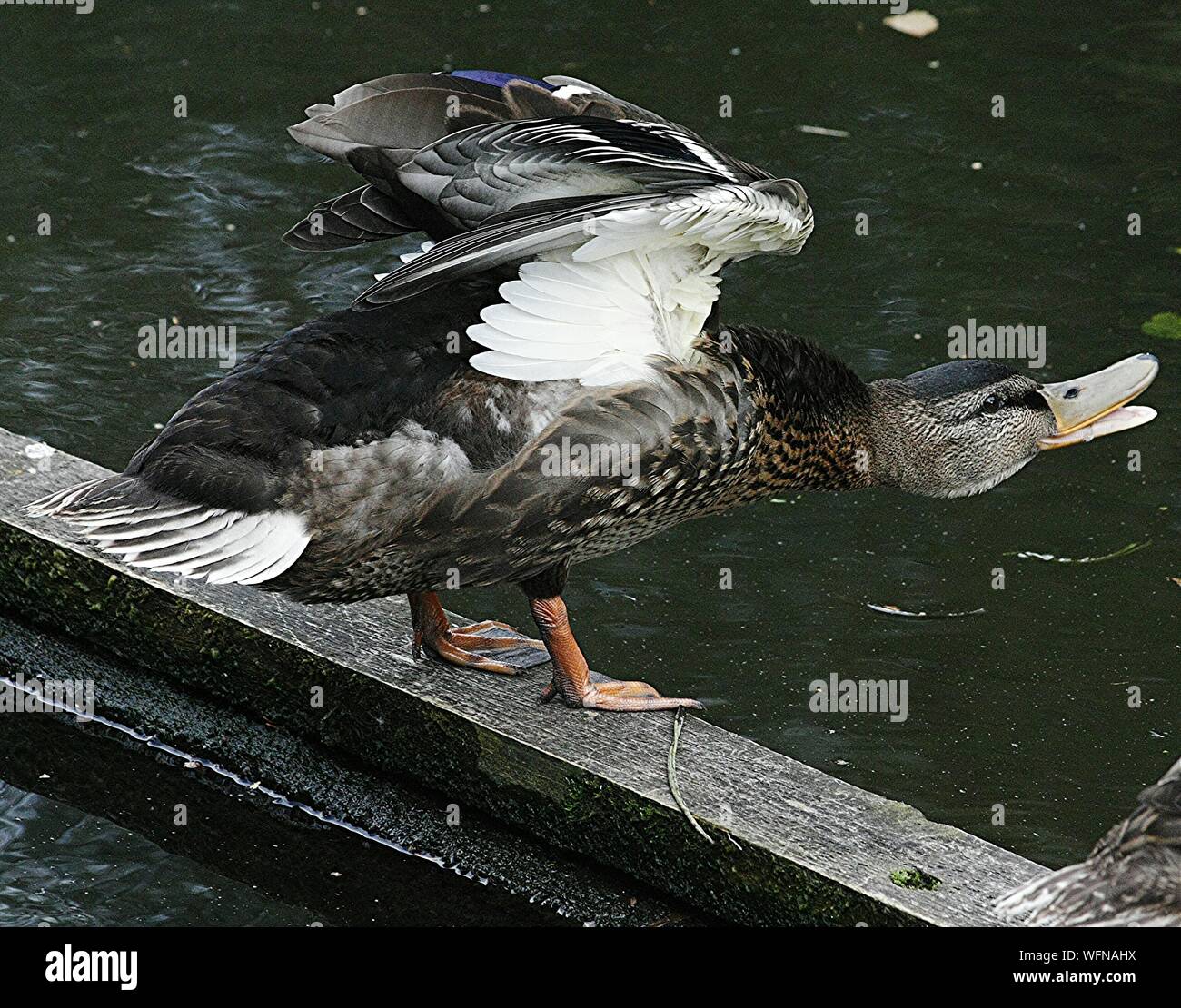 Side view of canal hi-res stock photography and images - Alamy