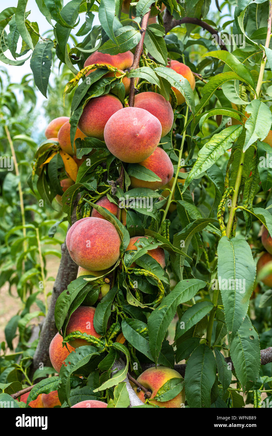 Peaches tree fruit hi-res stock photography and images - Alamy