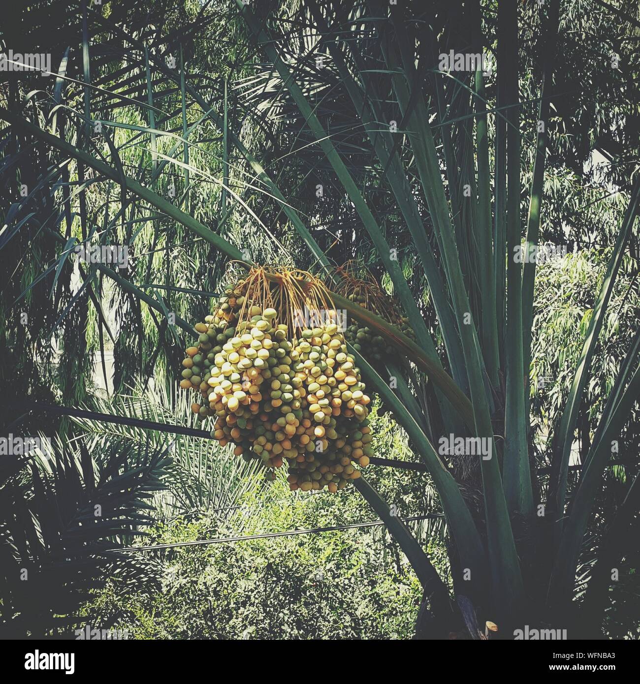Dates tree growing hi-res stock photography and images - Alamy