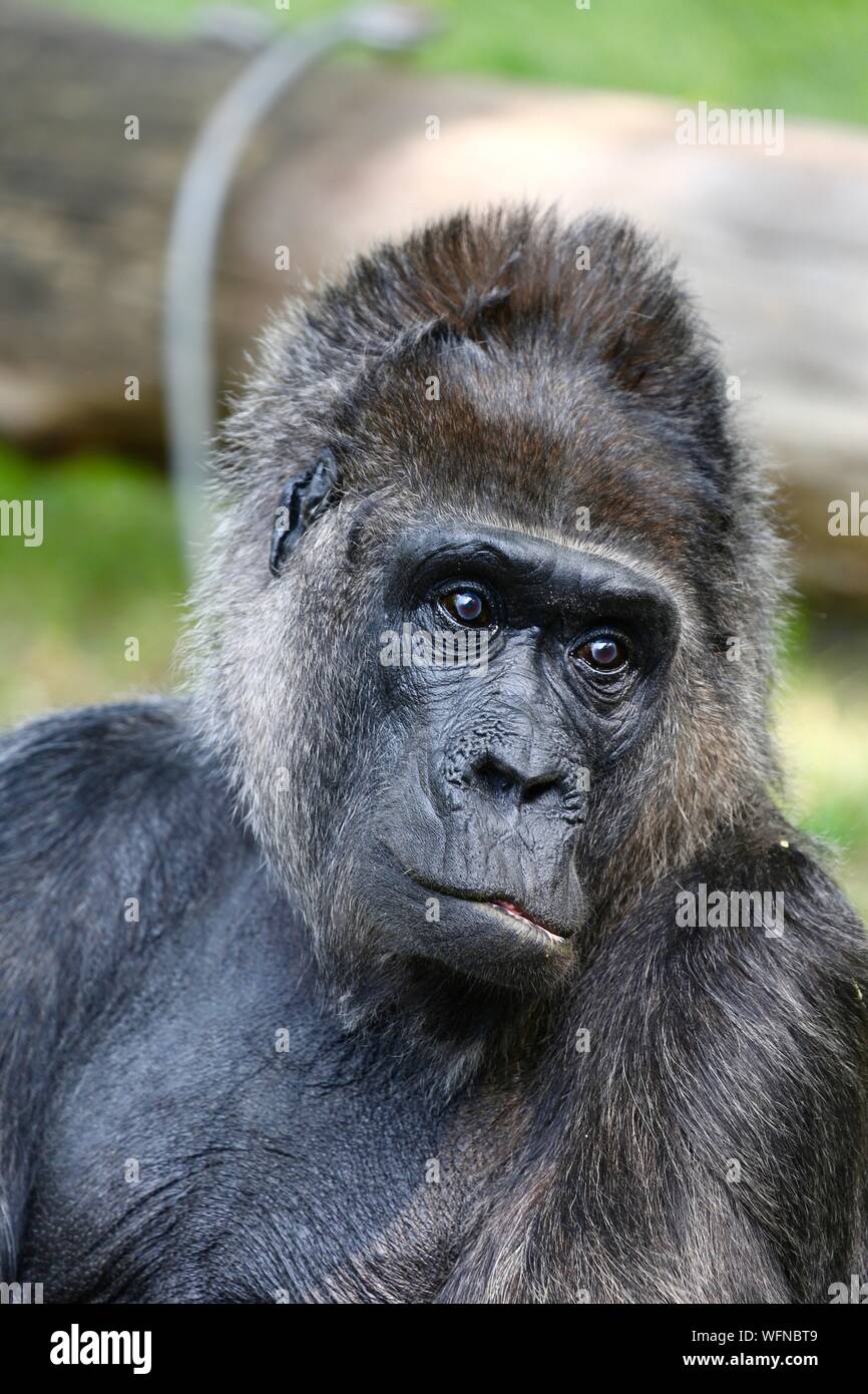 Gorilla looking up hi-res stock photography and images - Alamy