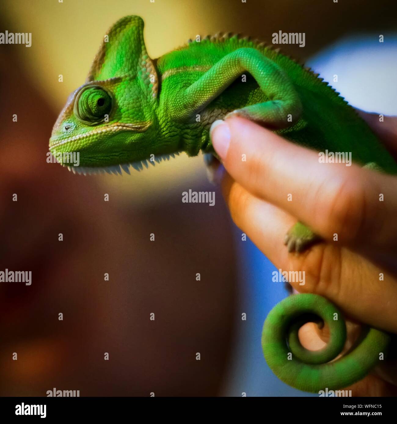 Real chameleon hi-res stock photography and images - Alamy