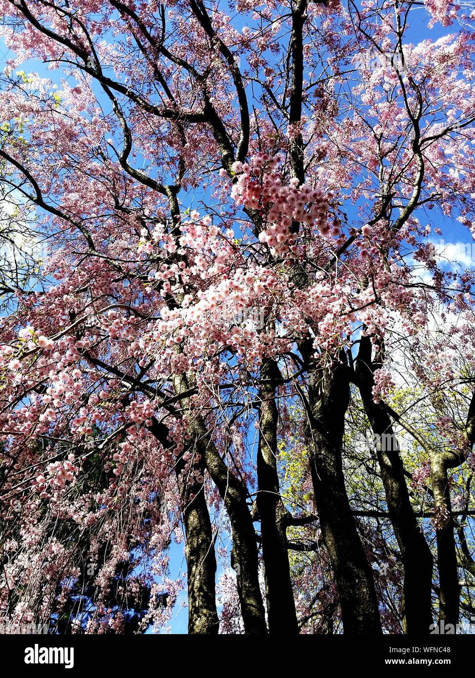 Blossoming trees hi-res stock photography and images - Alamy