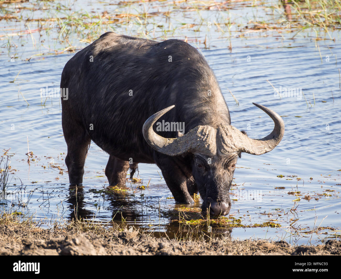 Drinking buffalo hi-res stock photography and images - Alamy