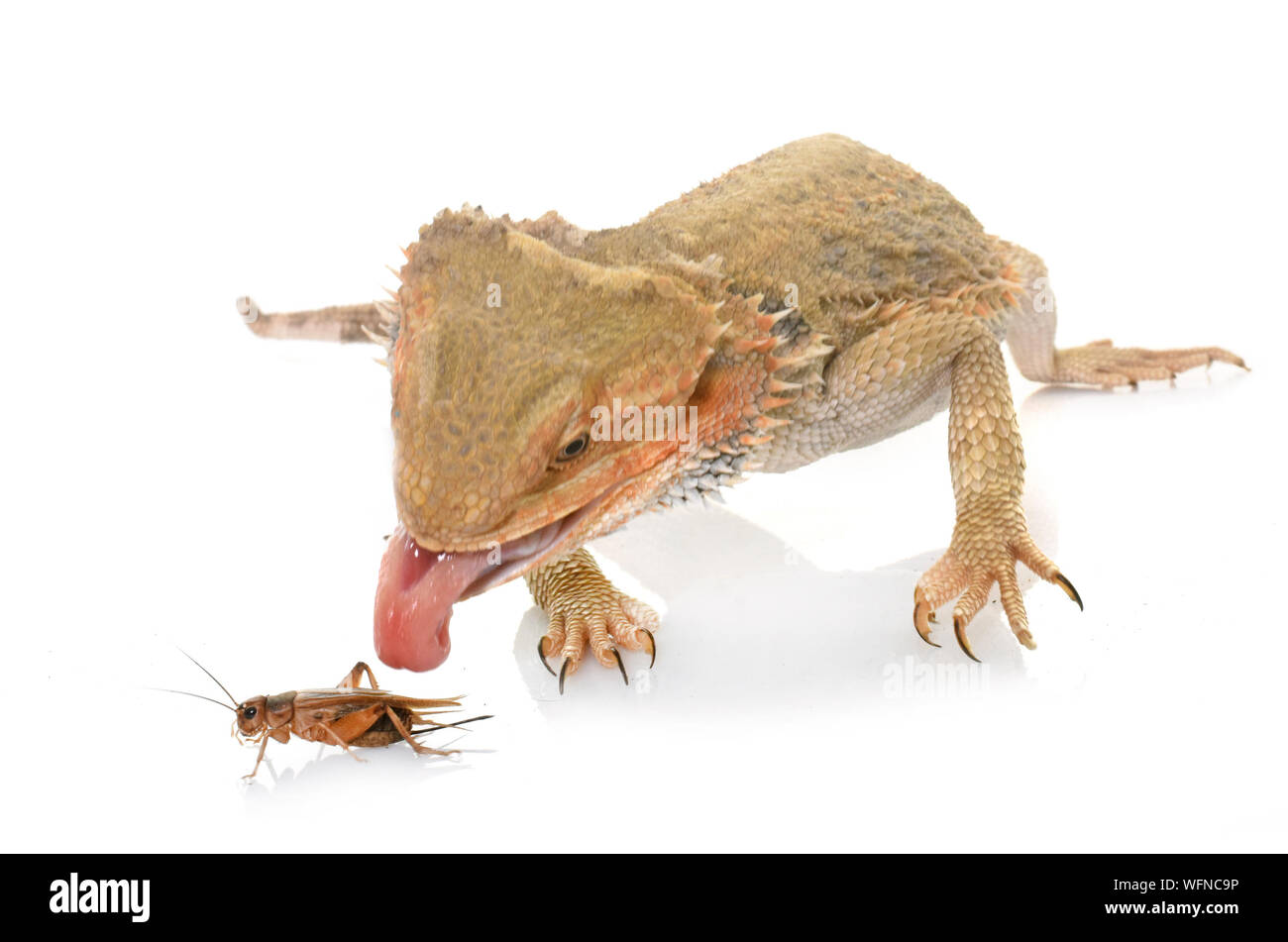 Insect Cut Out Stock Images & Pictures - Alamy
