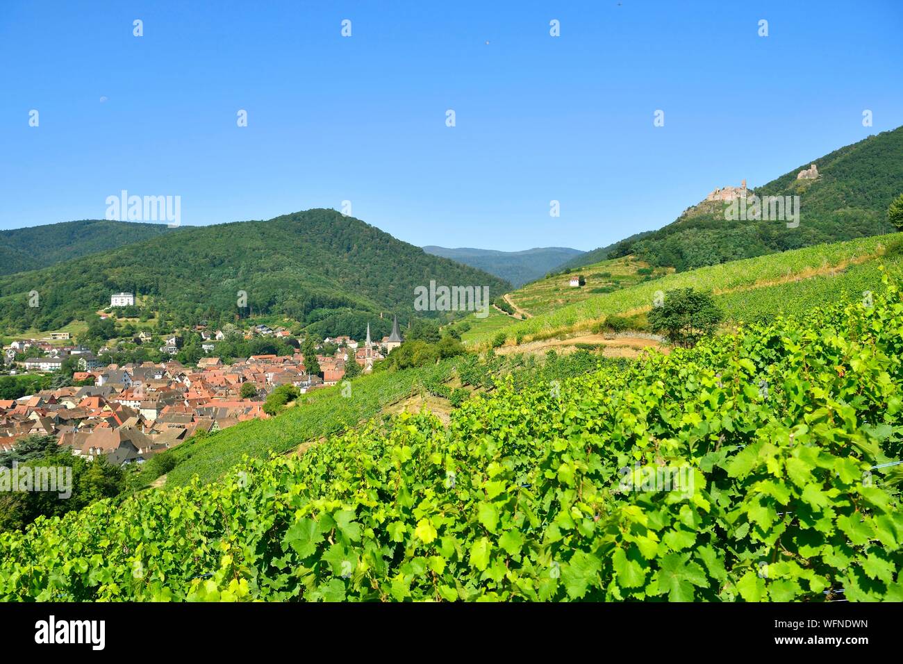 France, Haut Rhin, the Alsace Wine Route, Ribeauville and it's wineyard ...