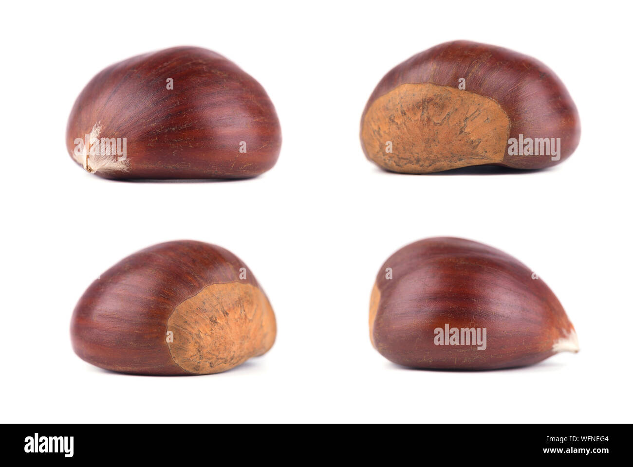 Fresh chestnuts isolated on white background. Hippocastanum isolated ...