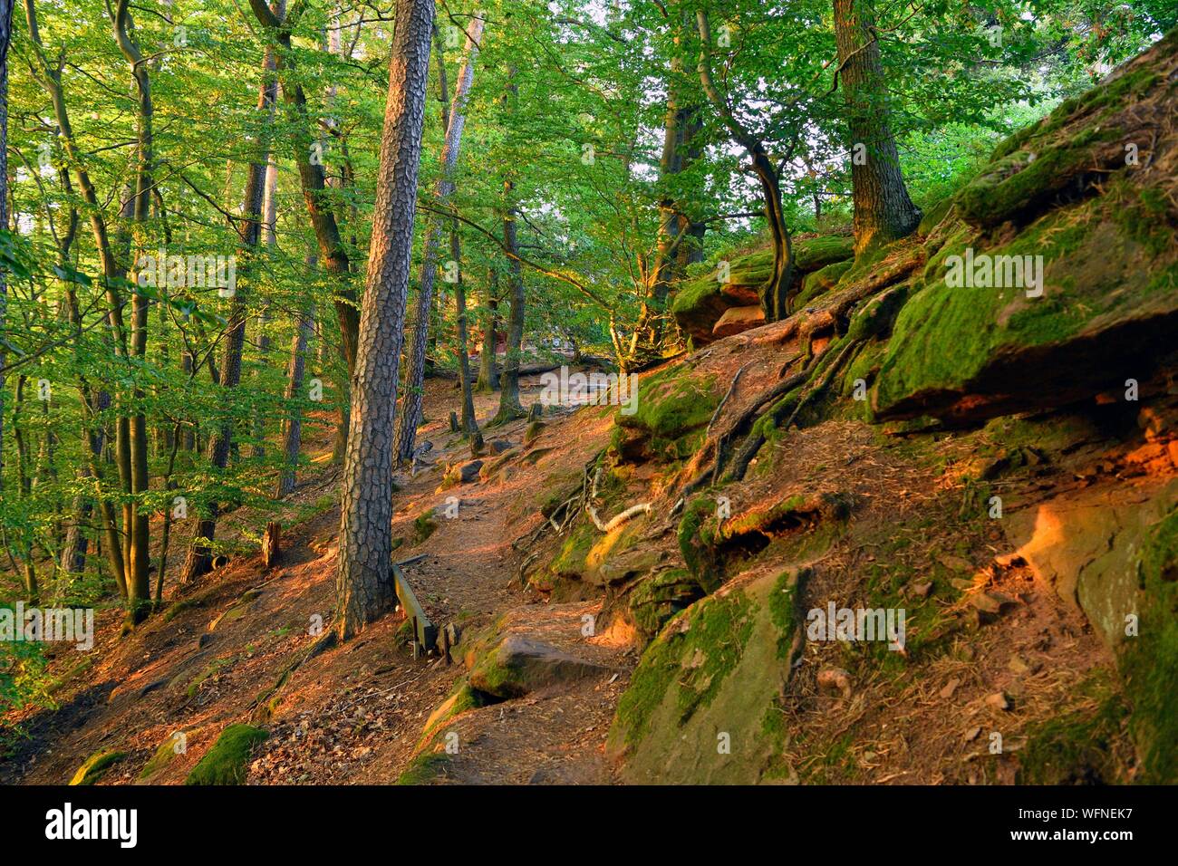 France, Bas Rhin, Parc Naturel Regional des Vosges du Nord (Northern ...