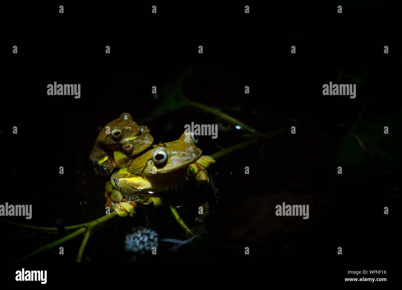 Night frogs hi-res stock photography and images - Alamy