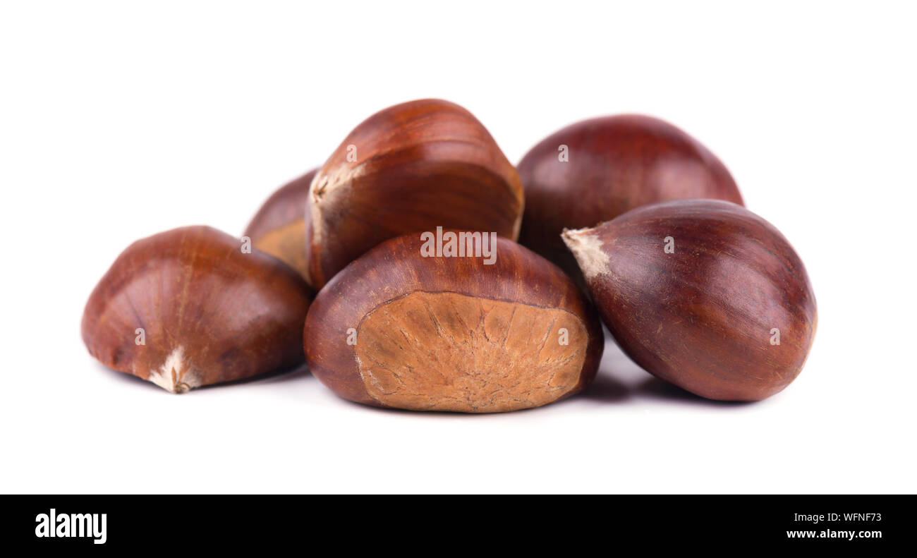 Fresh chestnuts isolated on white background. Hippocastanum isolated ...