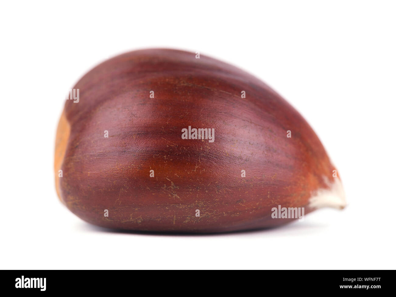 Fresh chestnuts isolated on white background. Hippocastanum isolated ...