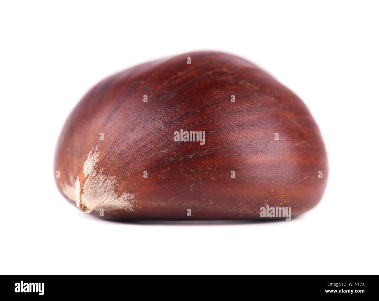 Fresh chestnuts isolated on white background. Hippocastanum isolated ...