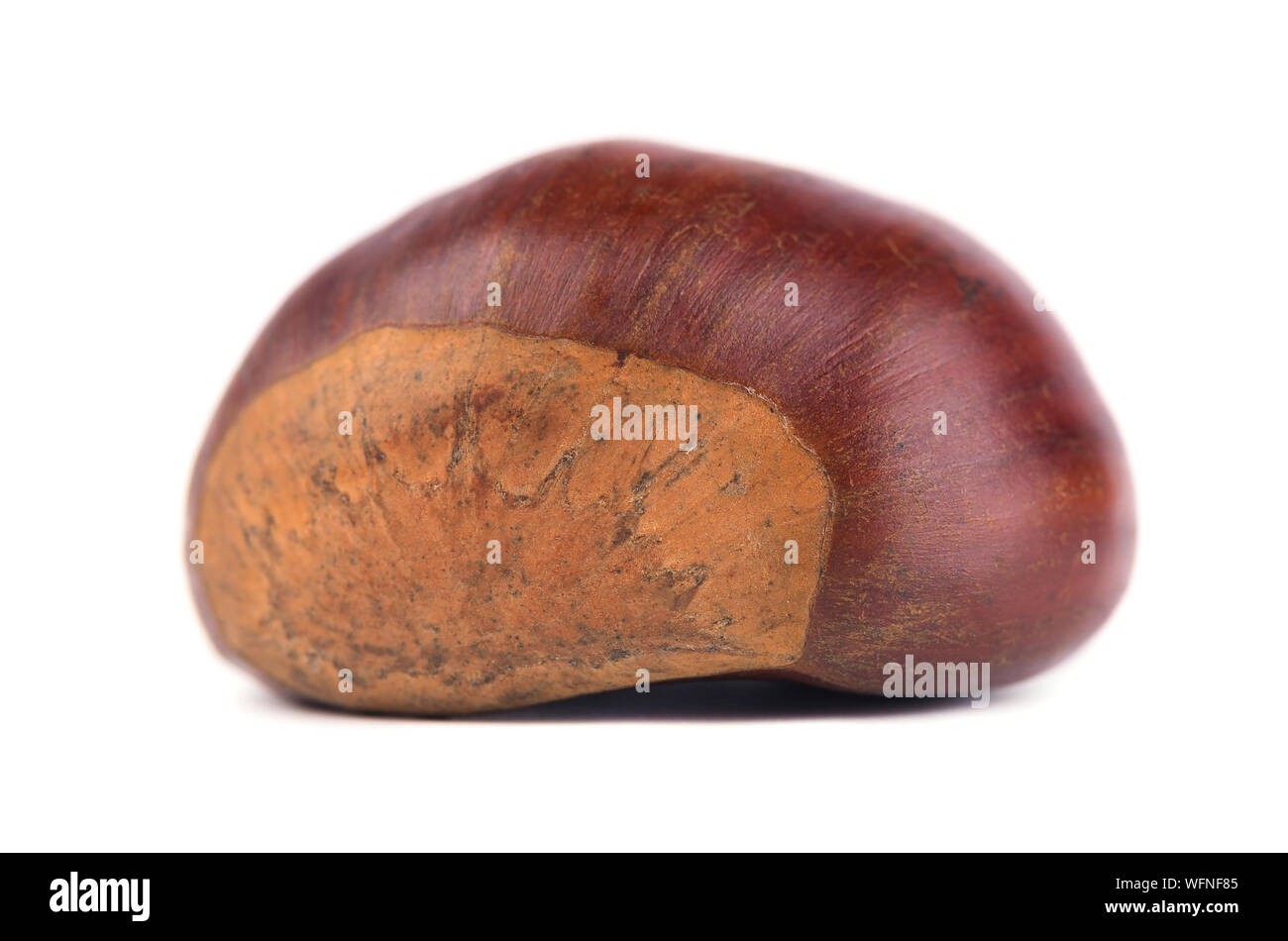 Fresh chestnuts isolated on white background. Hippocastanum isolated ...