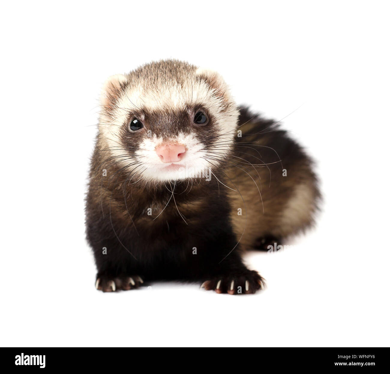 Grey ferret in full growth lies, isolated on white background. Ferret ...