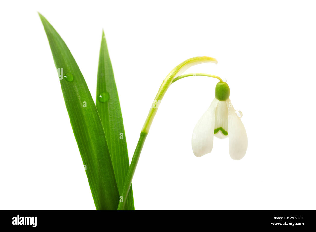 Beautiful snowdrop flower isolated on white background Stock Photo - Alamy