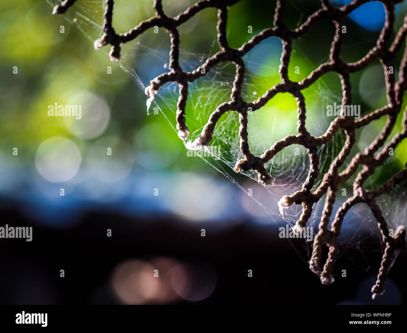 Spider on spider net hi-res stock photography and images - Alamy