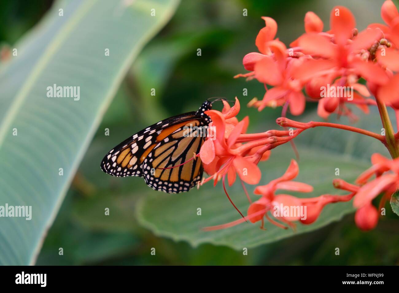 Spain, Canary Islands, Tenerife Island, Icod de los Vinos, Mariposario ...