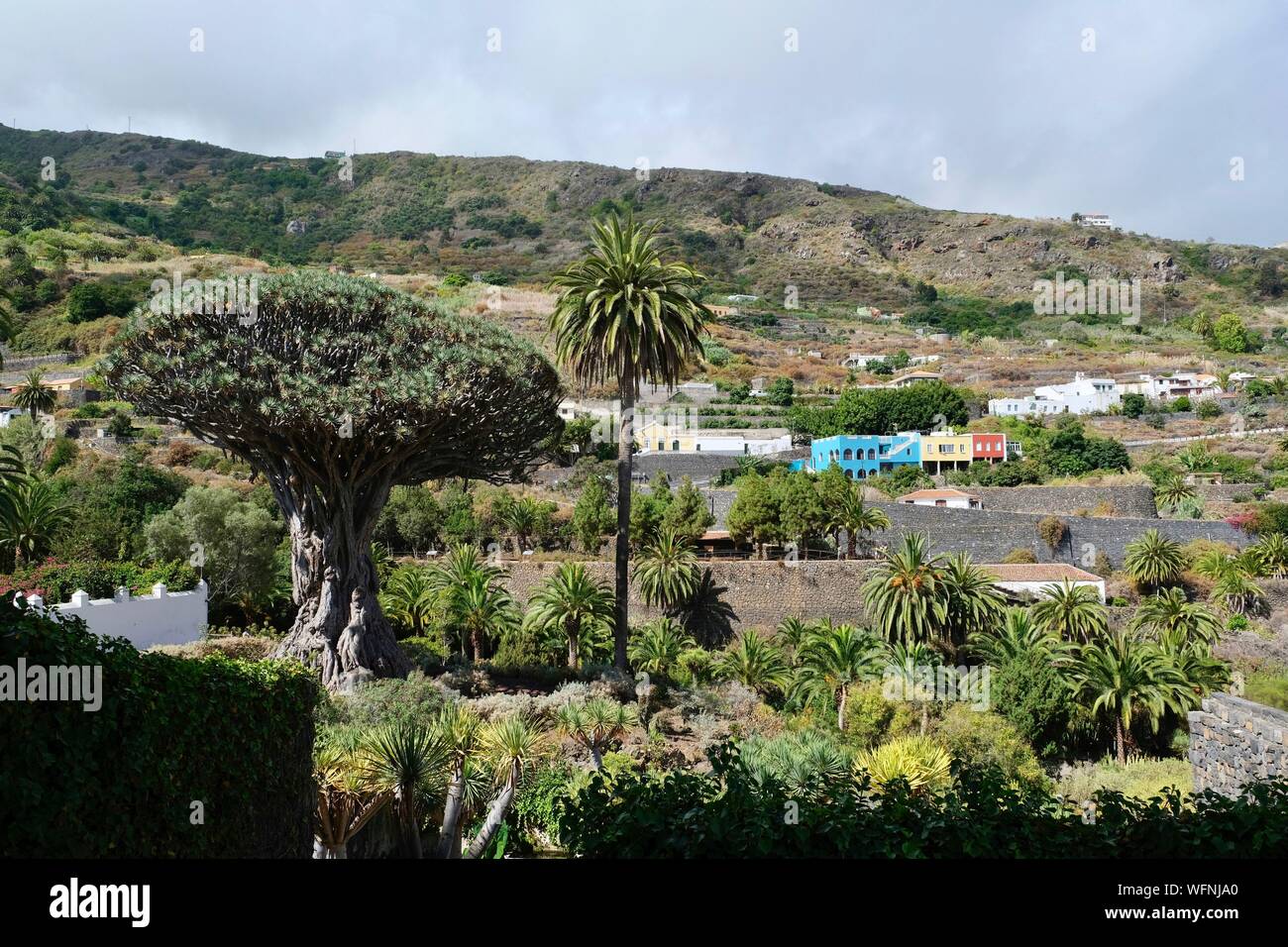 Spain, Canary Islands, Tenerife Island, Icod de los Vinos, Parque del ...