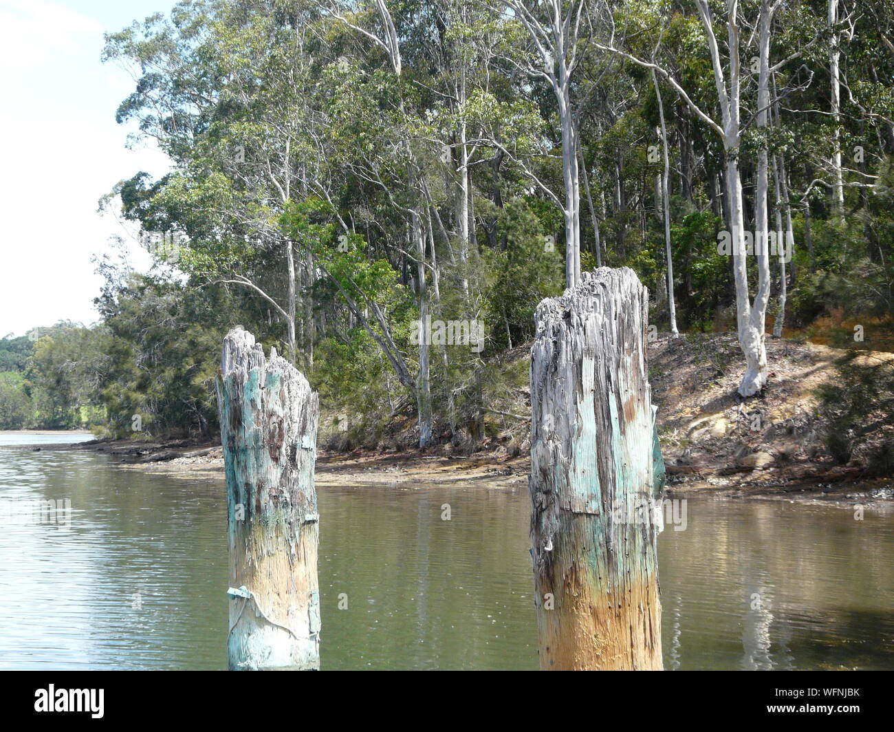Weathered trees hi-res stock photography and images - Alamy