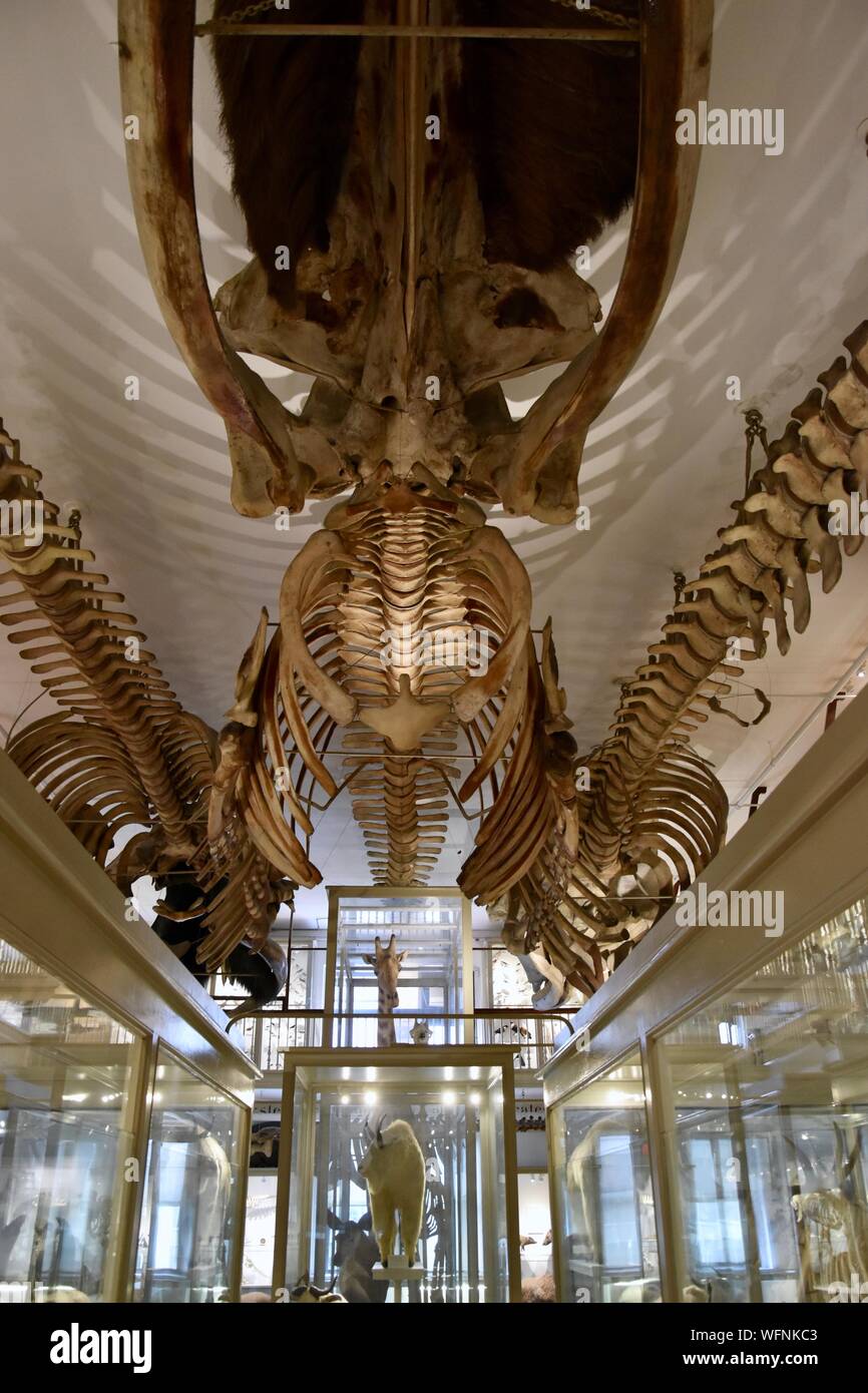 Harvard university memorial hall design hi-res stock photography and ...