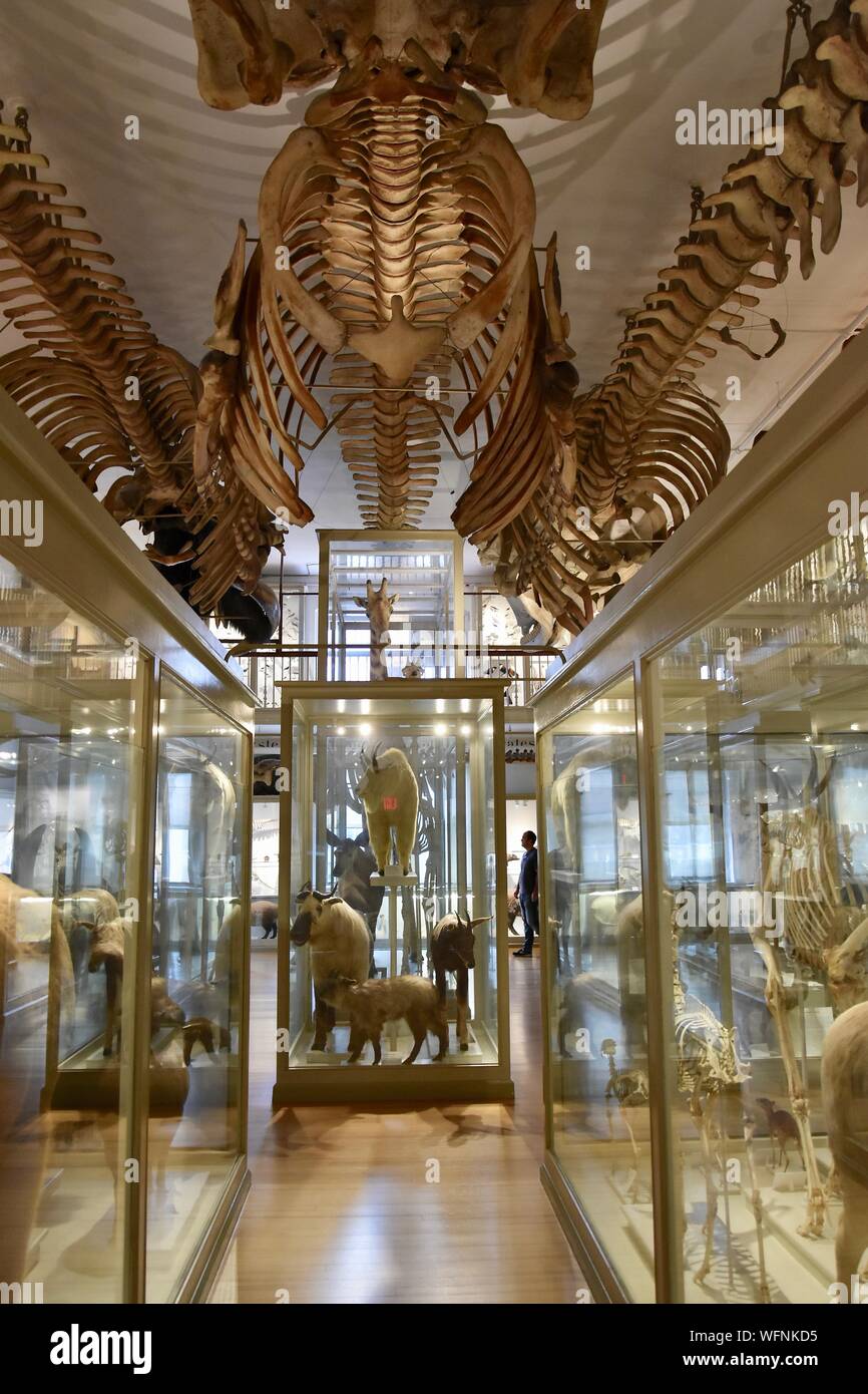 Harvard memorial hall victorian architecture hi-res stock photography ...