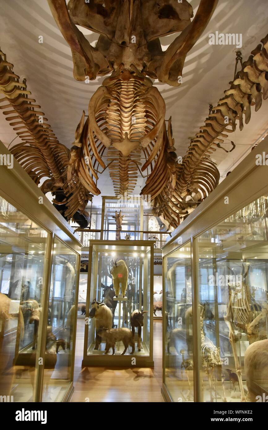 Harvard university memorial hall design hi-res stock photography and ...