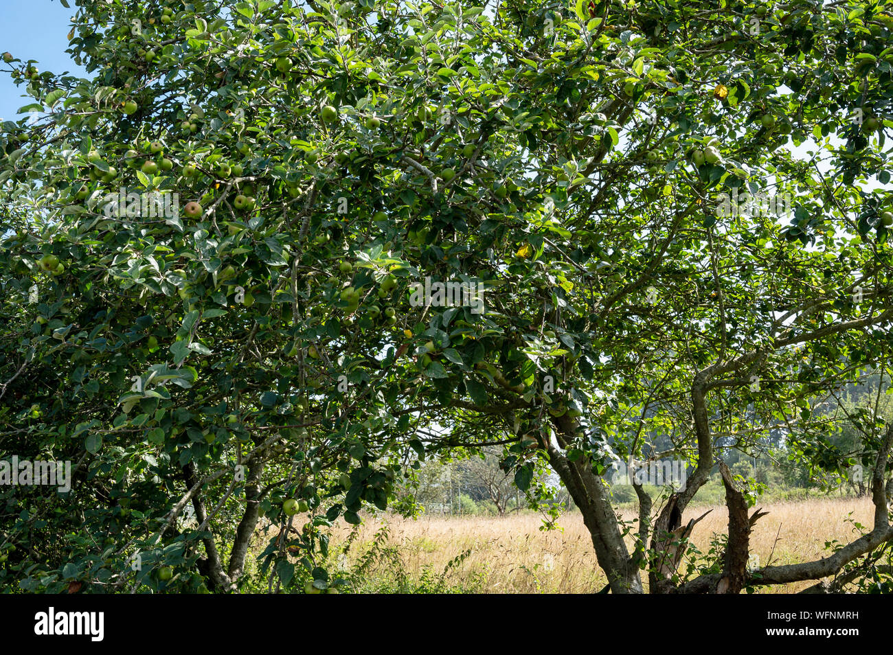 Sidra tree hi-res stock photography and images - Alamy