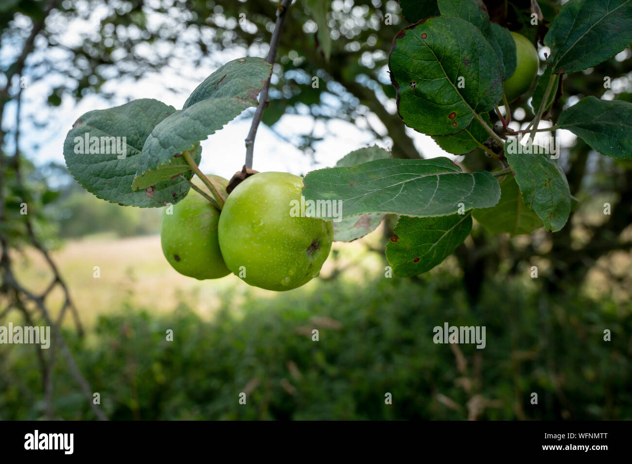 Sidra tree hi-res stock photography and images - Alamy