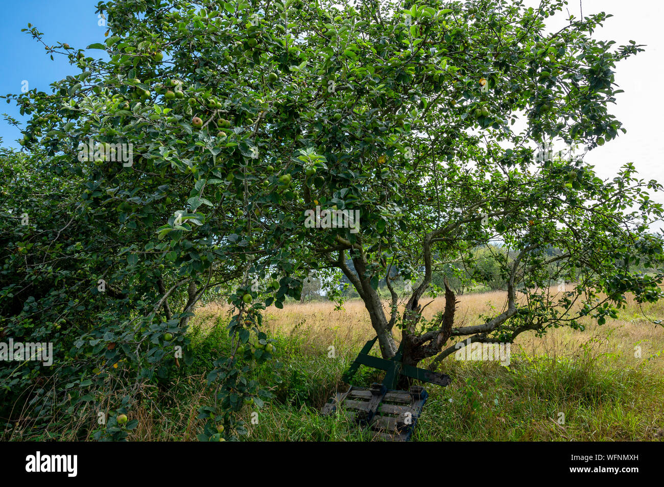 Sidra tree hi-res stock photography and images - Alamy