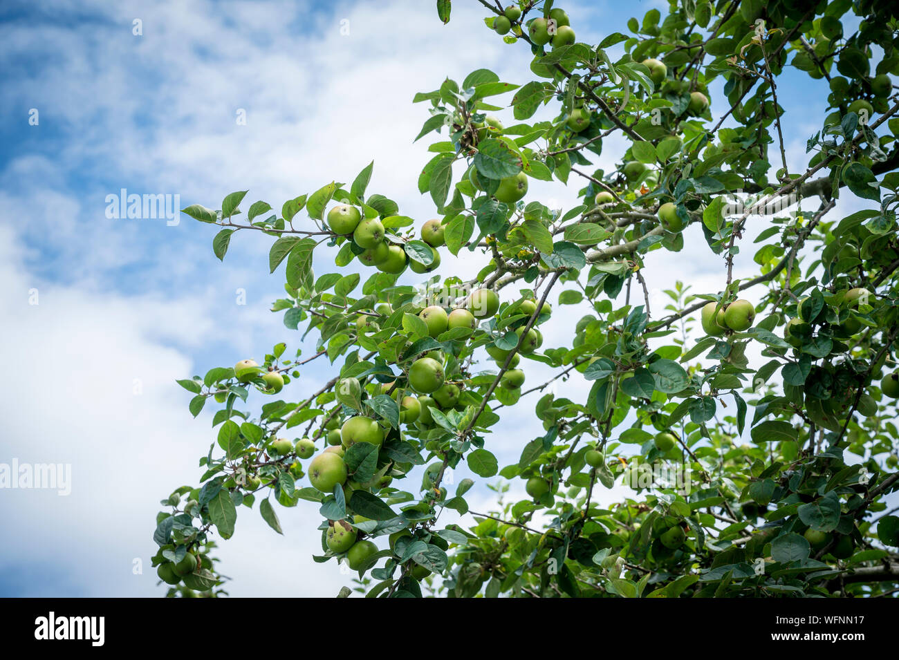 Cider tree hi-res stock photography and images - Alamy