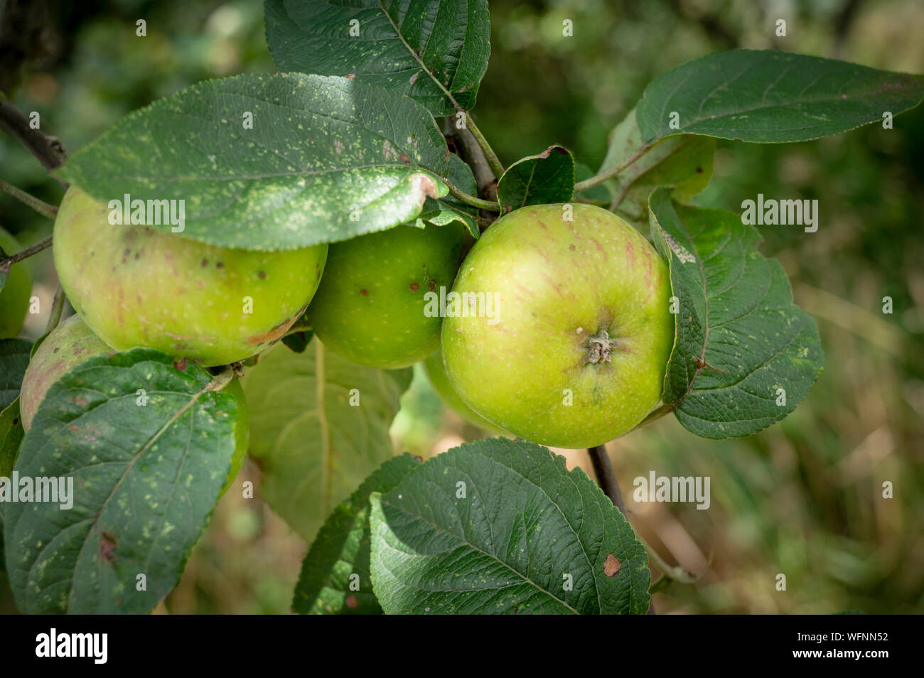 Apple tree for cider in Asturias Spain Stock Photo - Alamy
