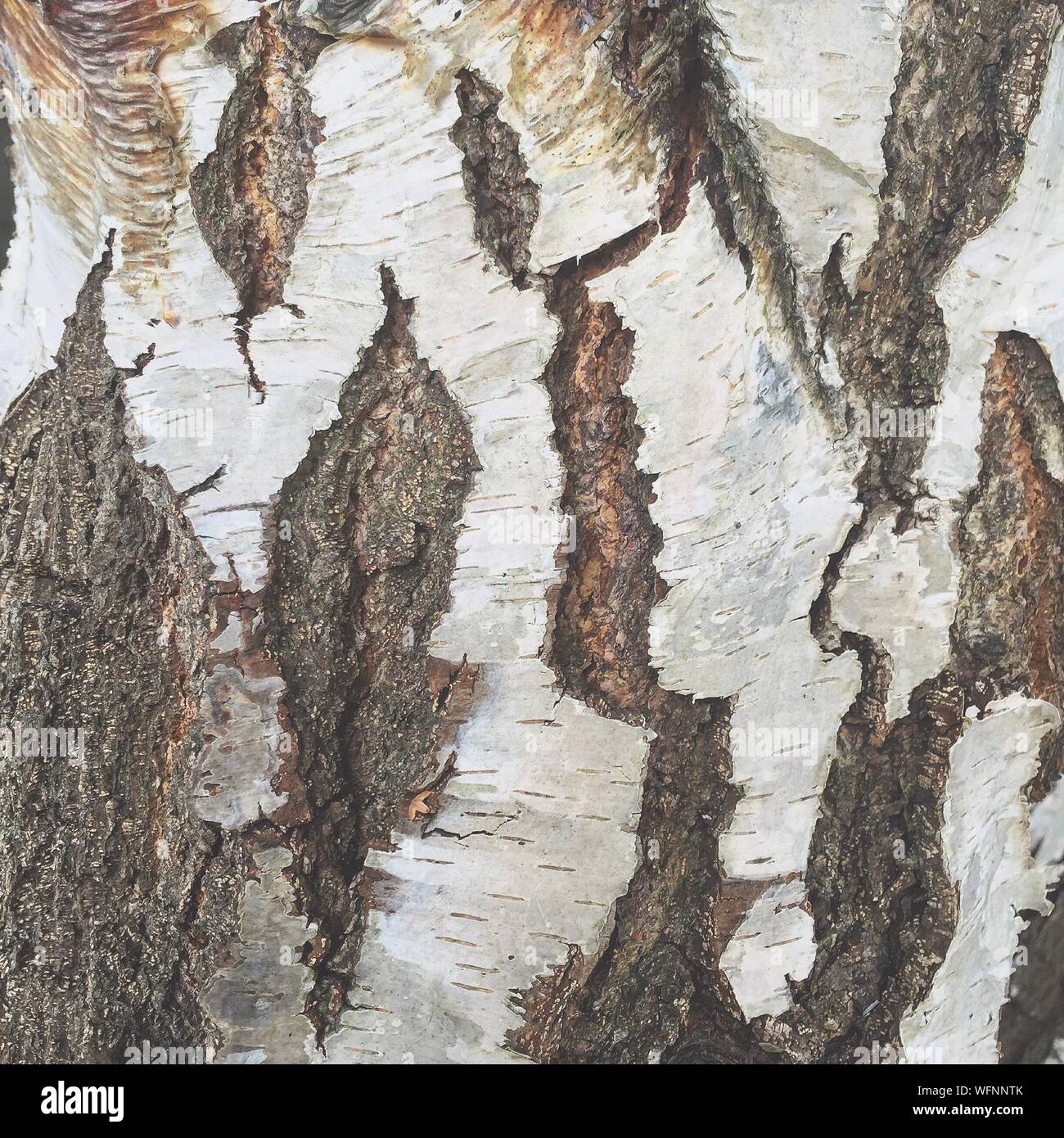 Short bark hi-res stock photography and images - Alamy