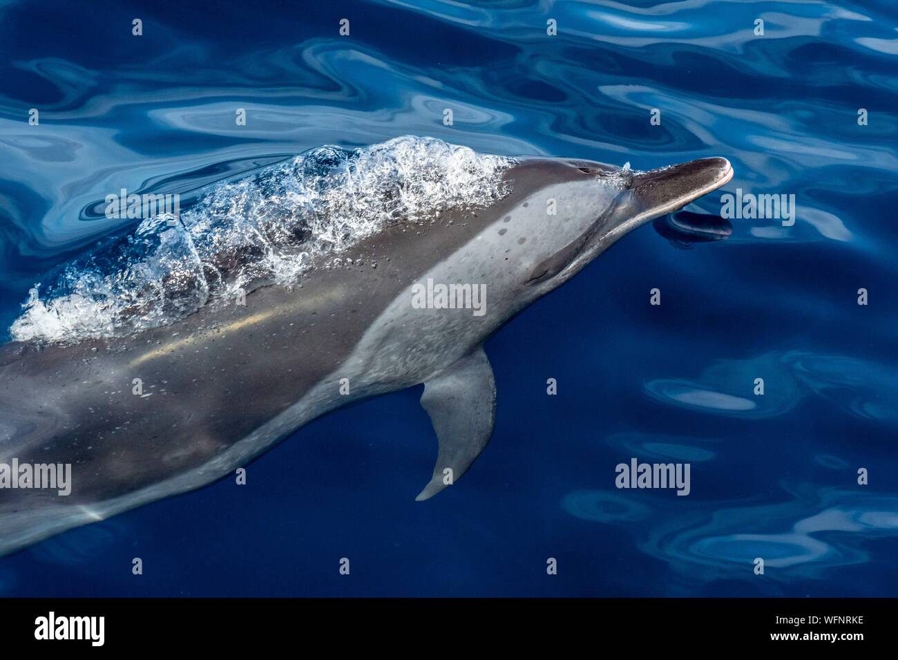 Pantropical Spotted Dolphin High Resolution Stock Photography and ...