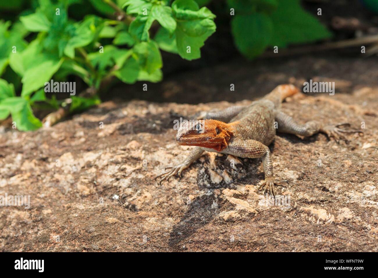 Yaounde cameroon hi-res stock photography and images - Alamy
