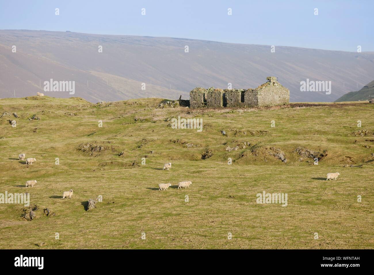 United Kingdom, Scotland, Shetland Islands, Mainland, Voe, pastoral landscape: pasture, sheep ...