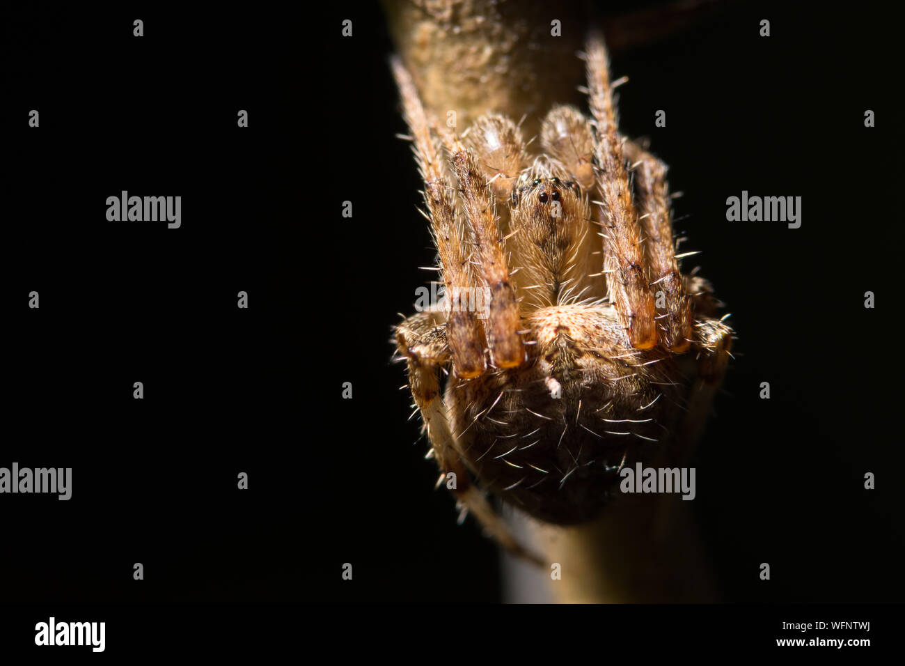 Barn Spider High Resolution Stock Photography and Images - Alamy