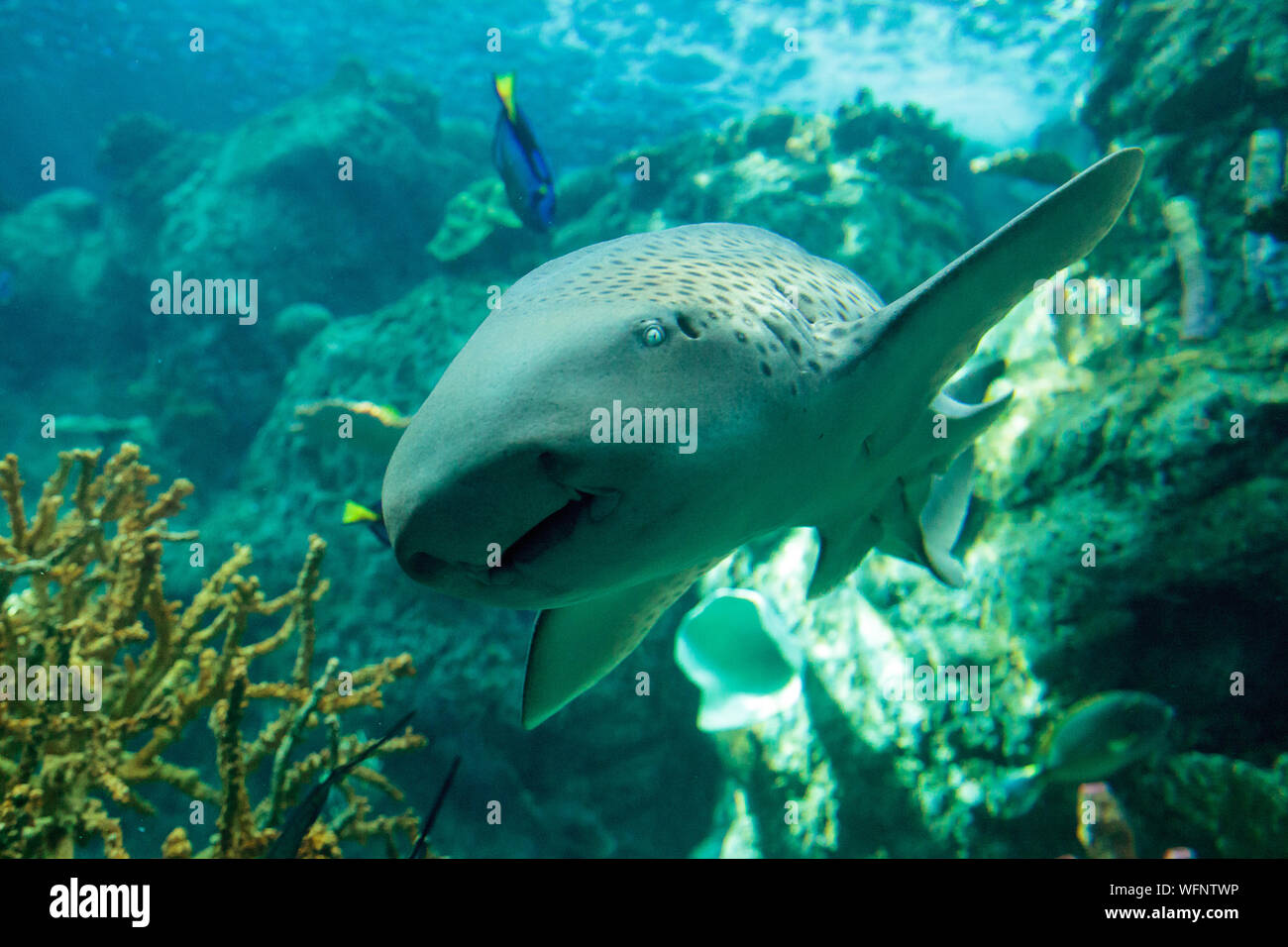 Shark zebra hi-res stock photography and images - Alamy