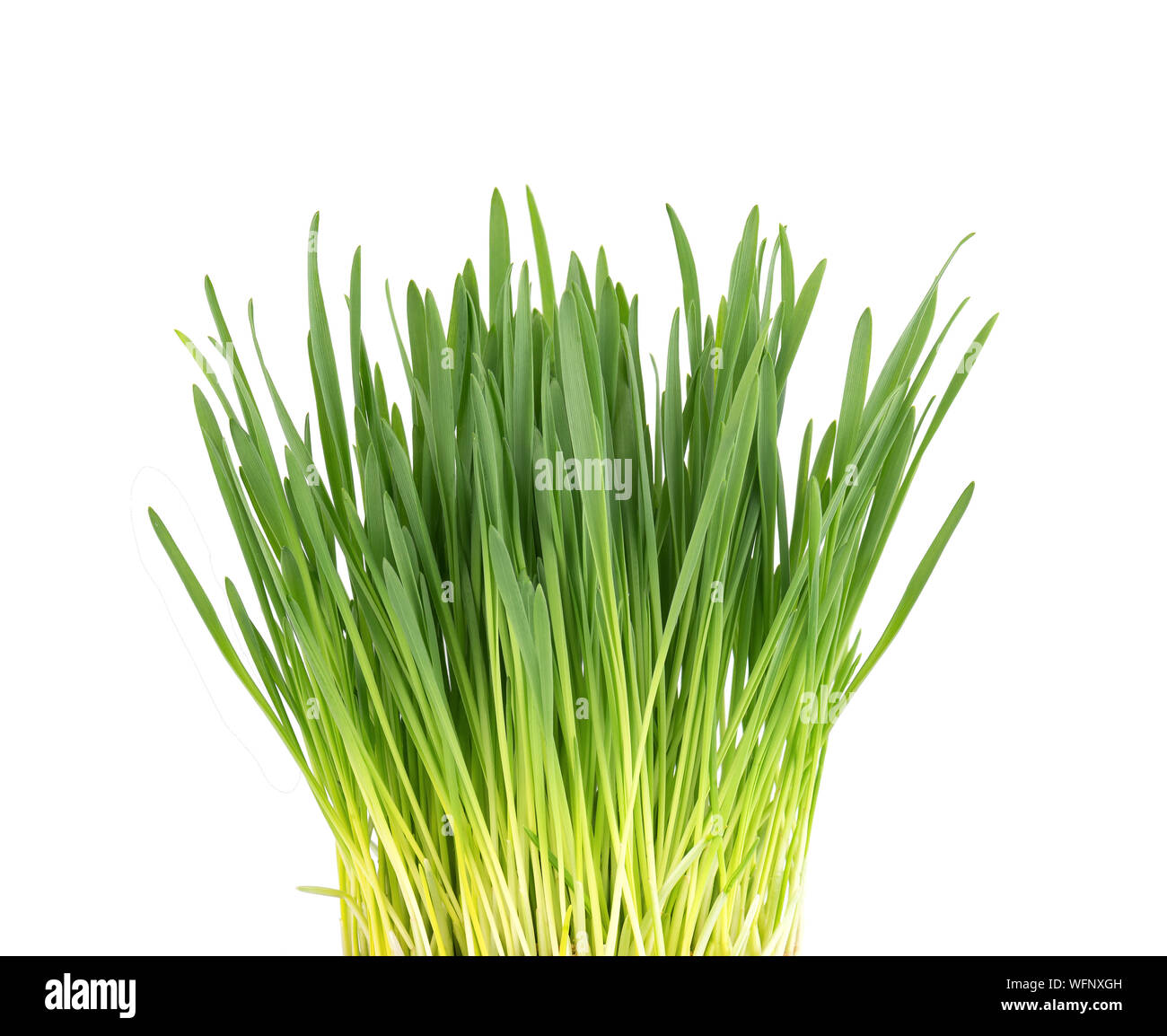 Green grass isolated on white background. Side view Stock Photo - Alamy