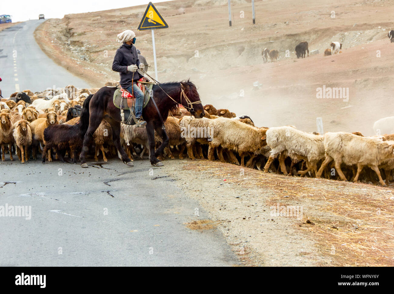 Riding sheep hi-res stock photography and images - Alamy