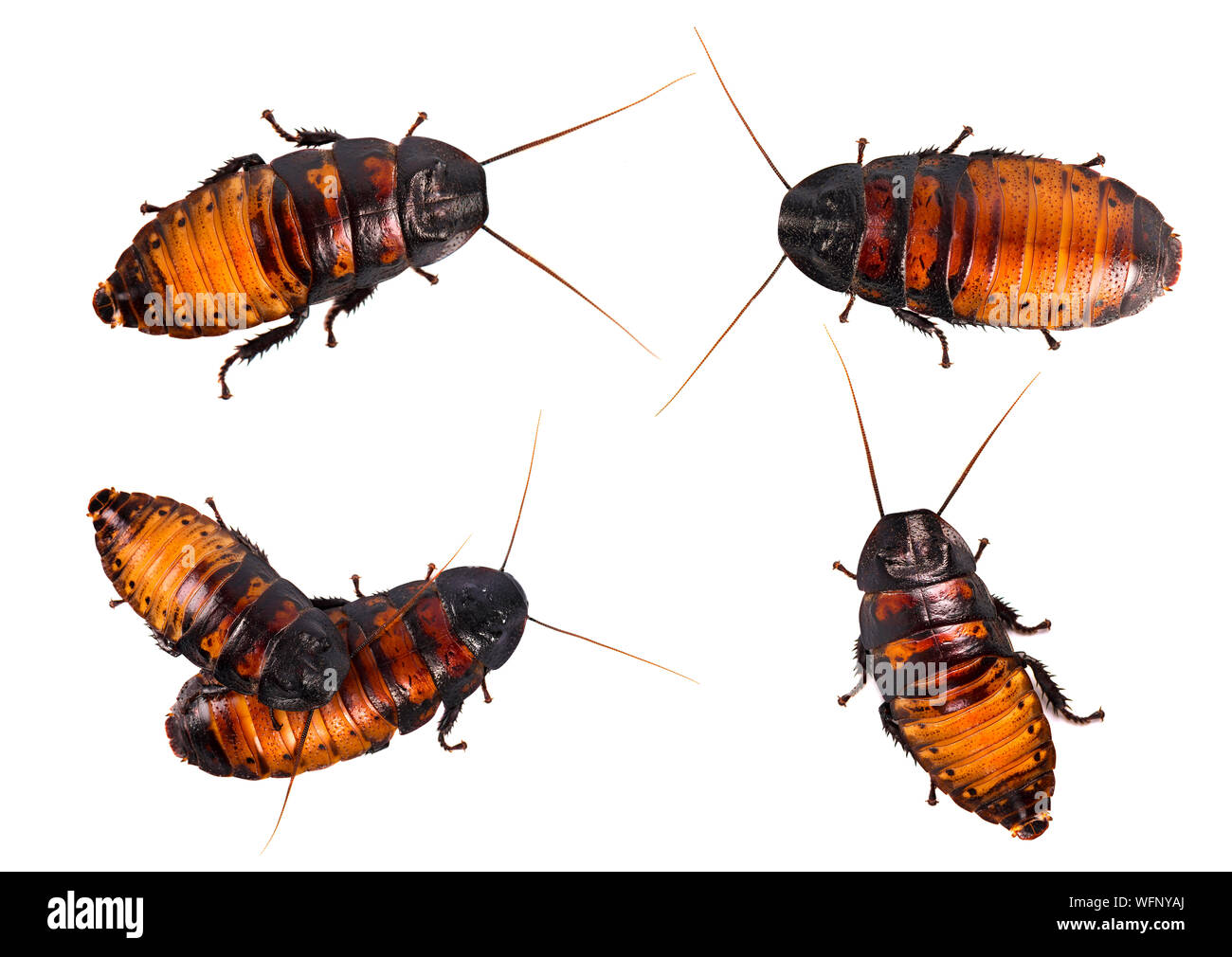 Giant cockroach Cut Out Stock Images & Pictures - Alamy