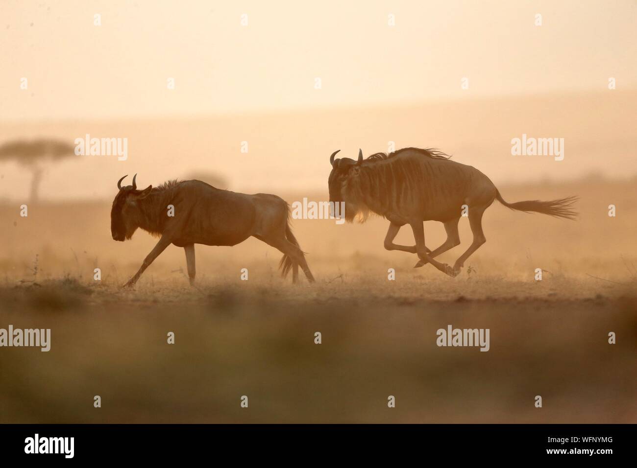 Landscape with mammals and animals with nature and sky hi-res stock ...