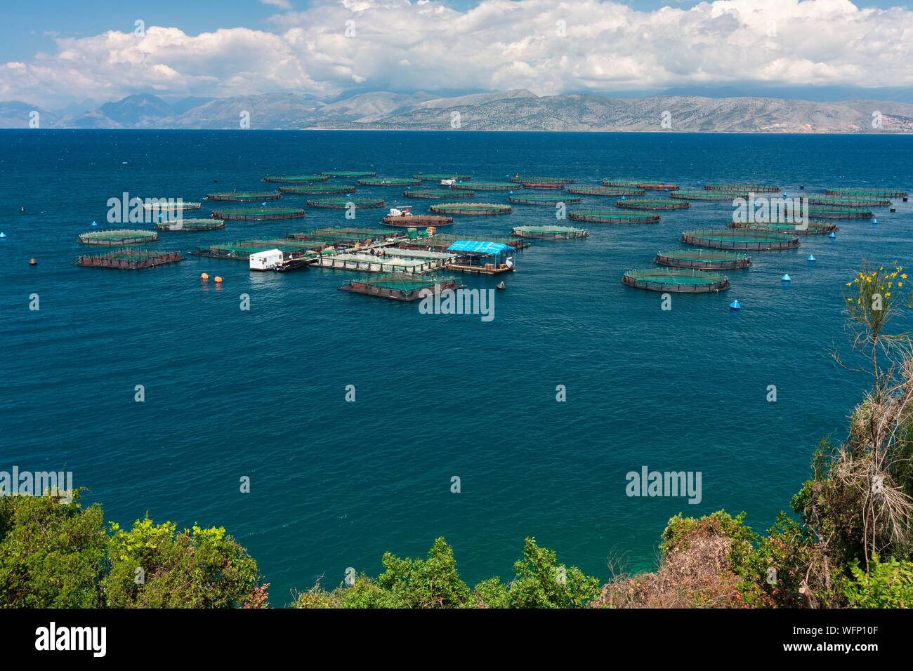 Ionian sea fish hi-res stock photography and images - Alamy