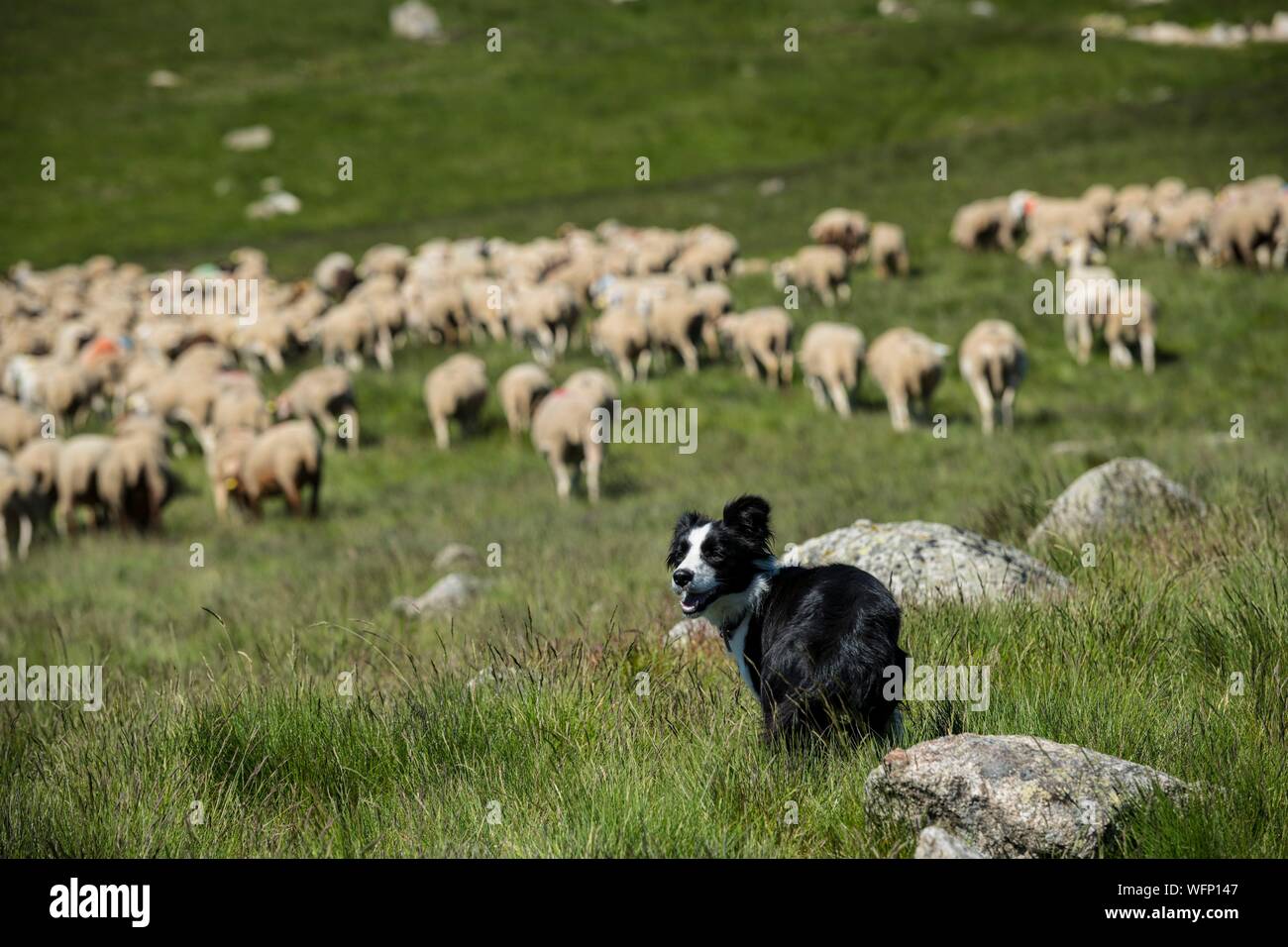 France, Ardeche, parc naturel régional des Monts d'Ardeche (Regional ...