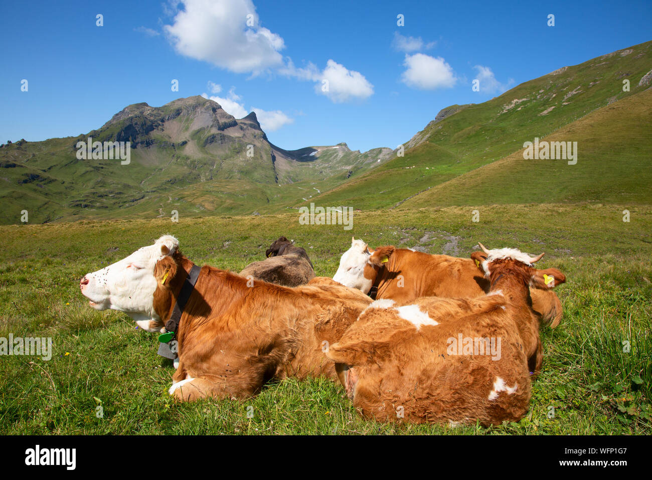 Swiss cow in the alps Stock Photo - Alamy