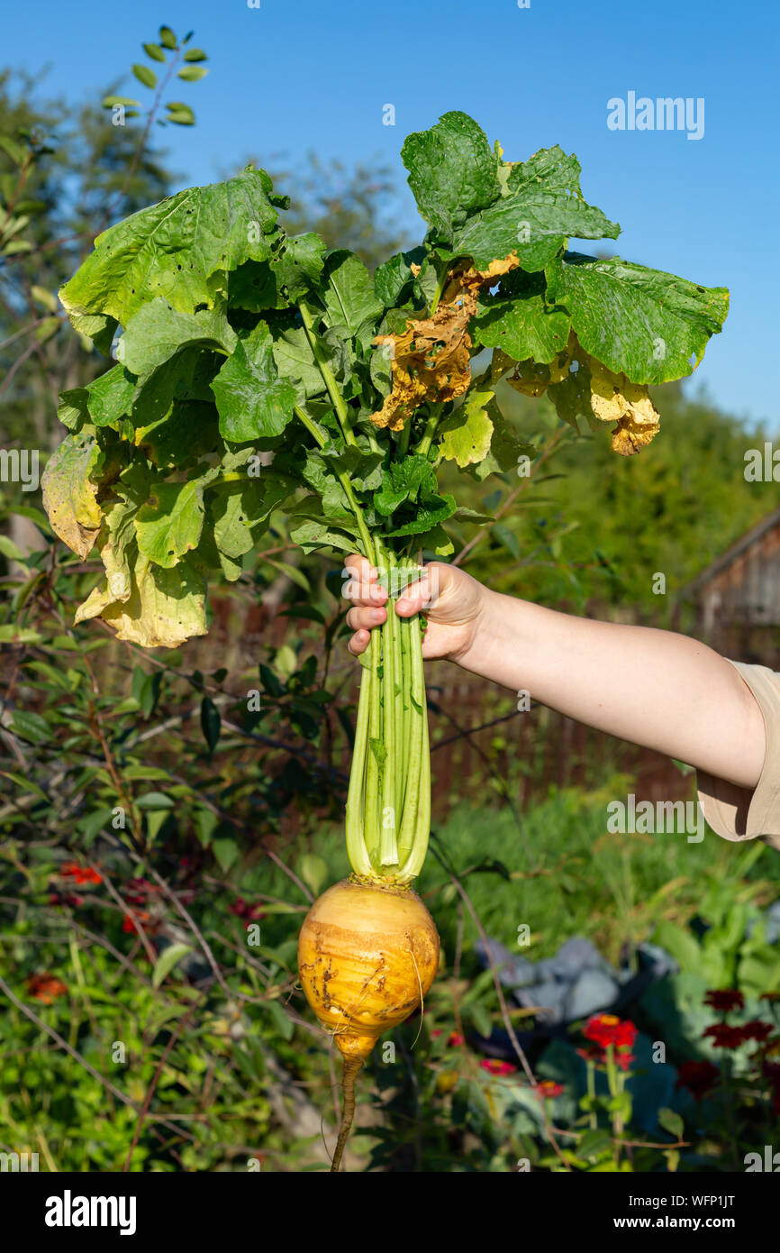 Turnip man hi-res stock photography and images - Alamy