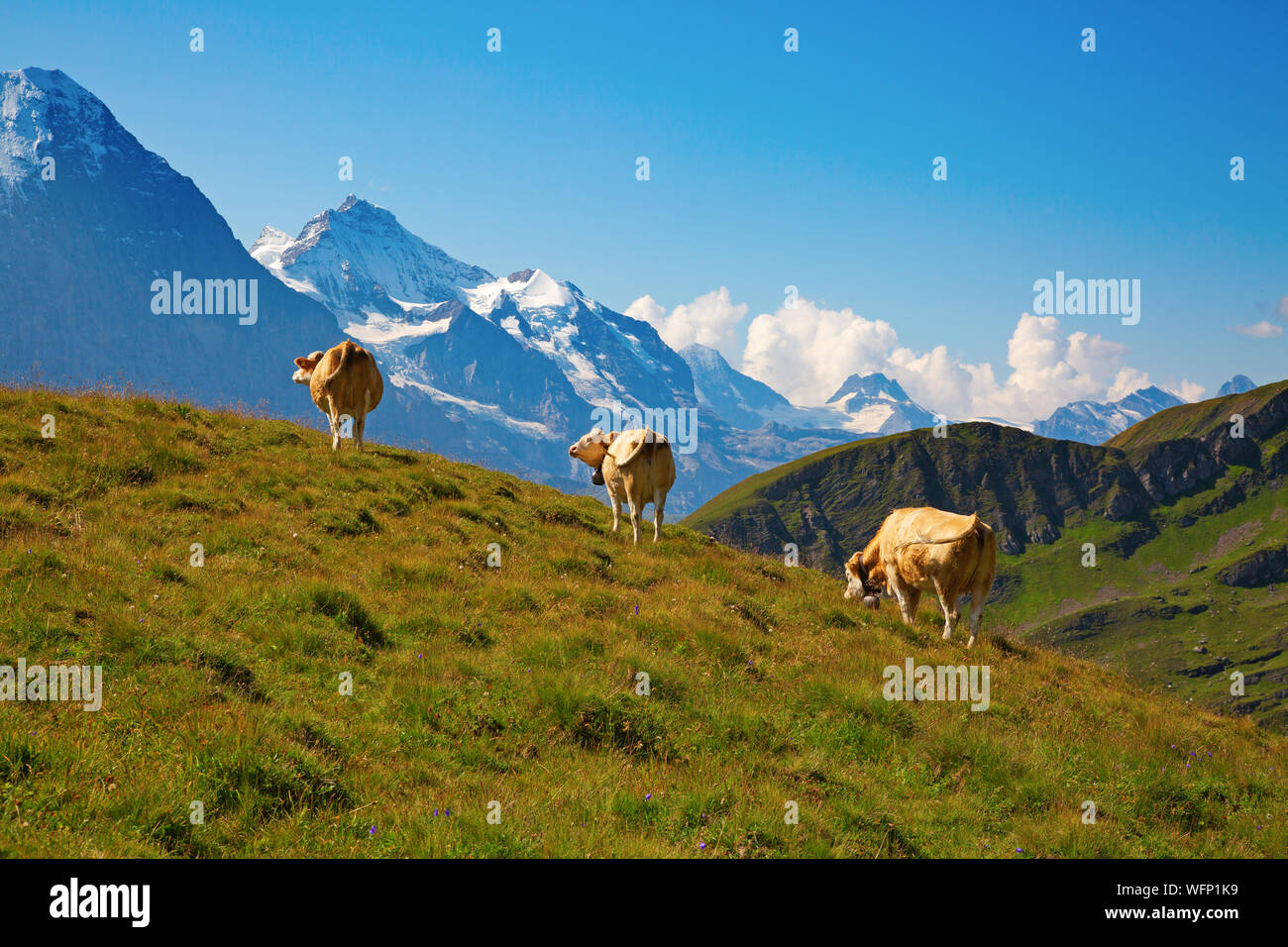 Swiss cow in the alps Stock Photo - Alamy