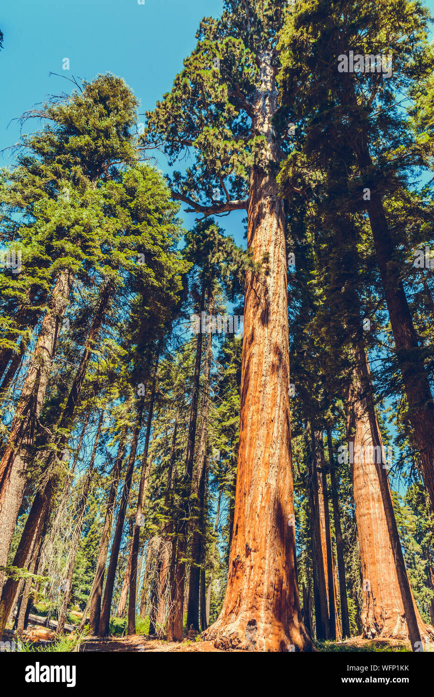 Sequoia National Park In California USA Stock Photo Alamy