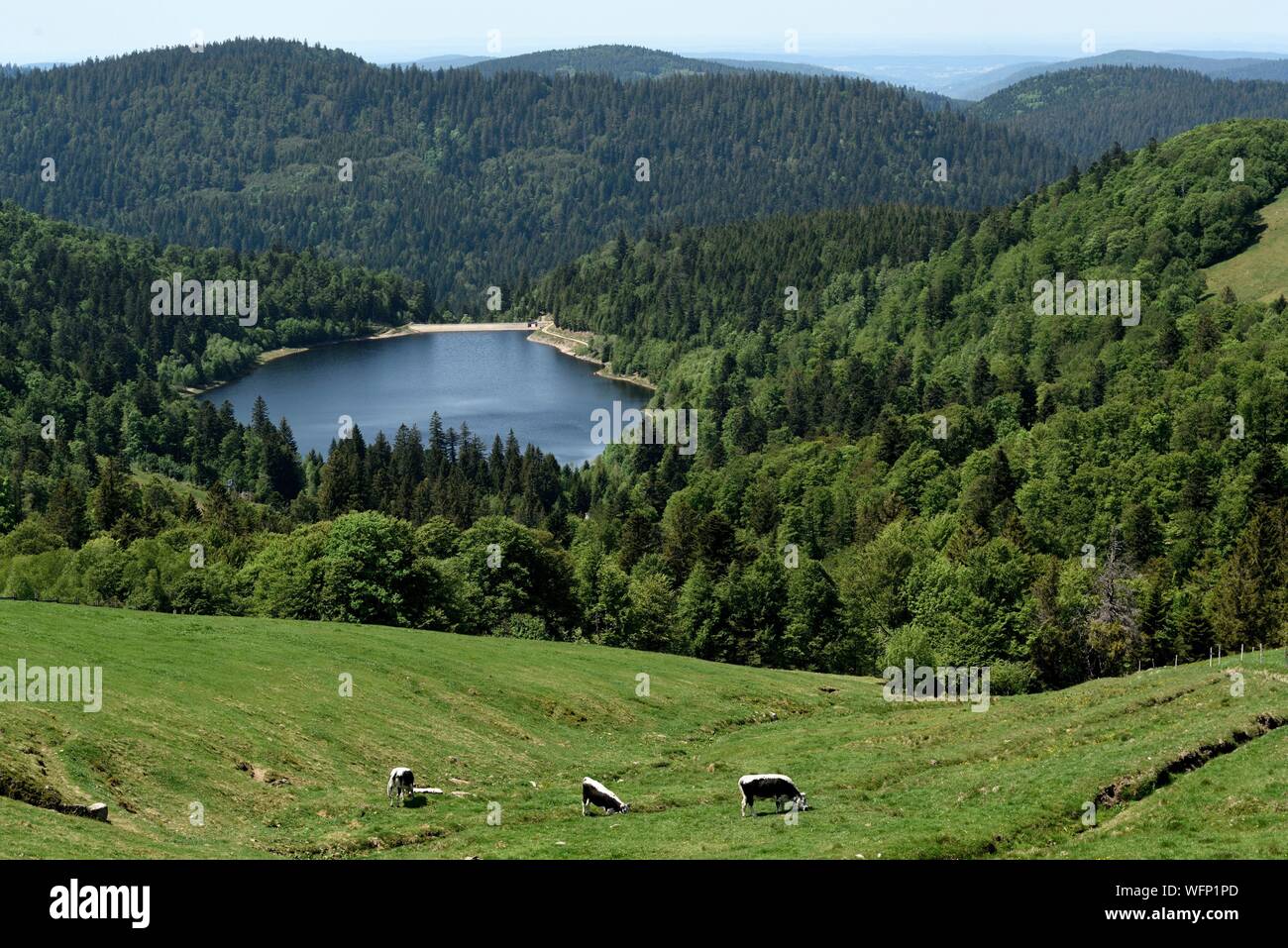 France, Vosges, Hautes Vosges, to Le Hohneck, Route des Cretes ...