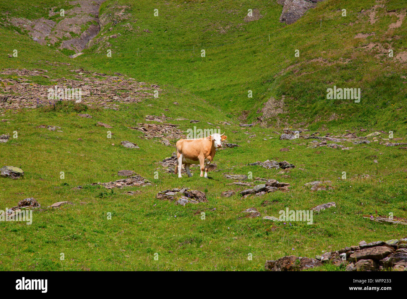 Swiss cow in the alps Stock Photo - Alamy