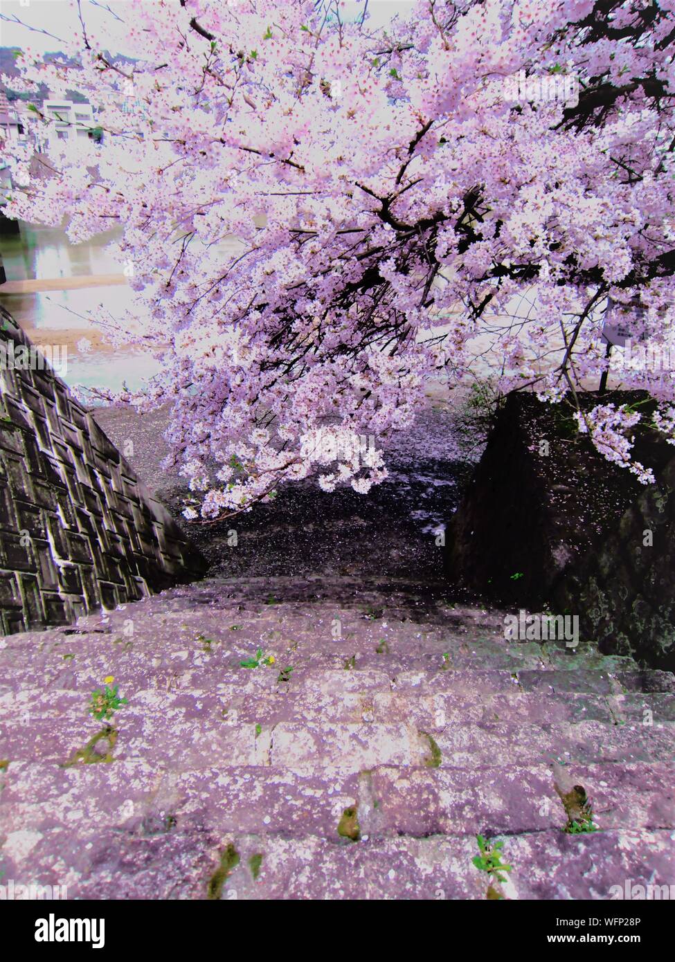 Pink riverside flower hi-res stock photography and images - Alamy